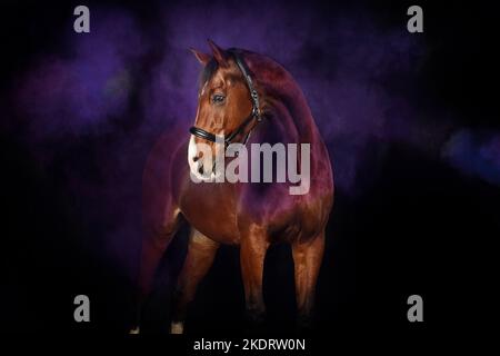 Holstein Horse with holi powder Stock Photo - Alamy