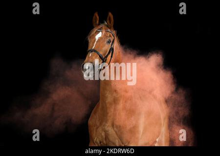 Holstein Horse with holi powder Stock Photo - Alamy