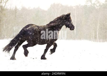 Friesian runs through the snow Stock Photo - Alamy