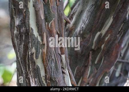 rainbow tree bark detail peel Stock Photo - Alamy
