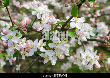 European Wild Apple (Malus sylvestris Stock Photo - Alamy