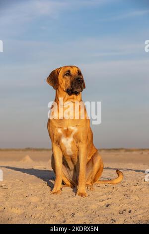 Broholmer on the beach Stock Photo - Alamy
