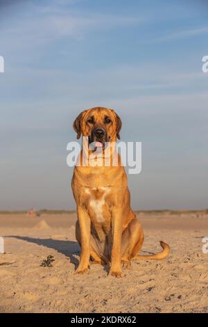 Broholmer on the beach Stock Photo - Alamy