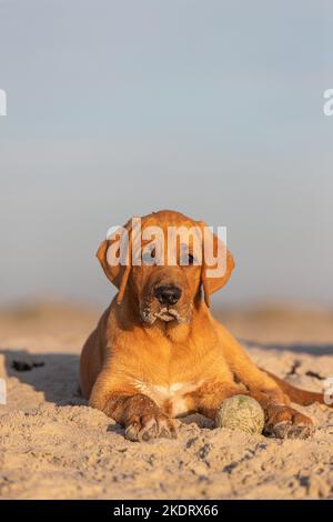Broholmer breed young puppy dog with a blue collar, Italy, Europe Stock ...