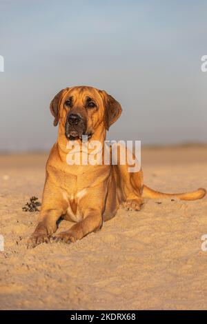 Broholmer on the beach Stock Photo - Alamy
