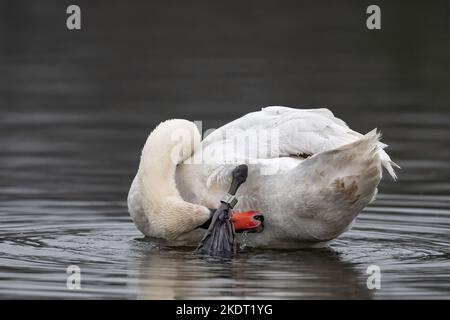 Swan scratching itself Stock Photo - Alamy