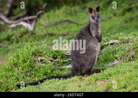 Swamp Wallaby, Tower Hill, Victoria Stock Photo - Alamy