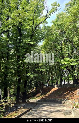 Paved path under a tree canopy in a park Stock Photo - Alamy