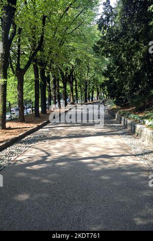 Paved path under a tree canopy in a park Stock Photo - Alamy