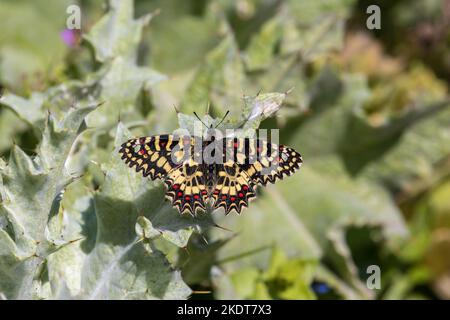 Spanish Festoon - Zerynthia rumina (Linnaeus, 1758) - butterfly in ...