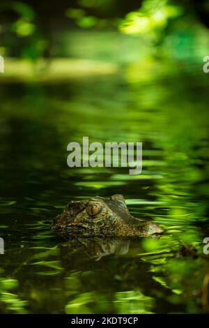 Caiman (Caimaninae), Crocodile (Alligatoridae), crocodile (Crocodylia ...