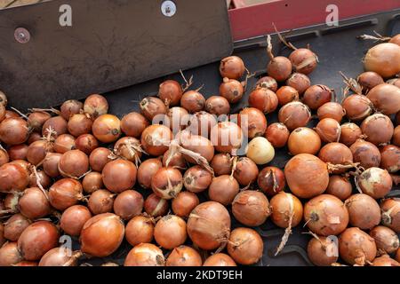 Onion Sorting and Grading Machine in Action. Postharvest Handling Of ...