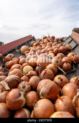 Onion Sorting and Grading Machine in Action. Onion Harvest Campaign ...