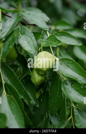 After the rain the elaborated on the tree Stock Photo - Alamy