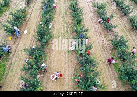 Henan huaxian county enjoys: farmers pick Chinese prickly ash Stock ...