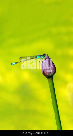 Lock screen photo: xiao-he only expenses furore, had a dragonfly made ...