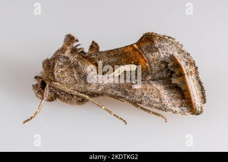 Dewick?s plusia (Macdunnoughia confusa), moth on wood, side view, Gers ...