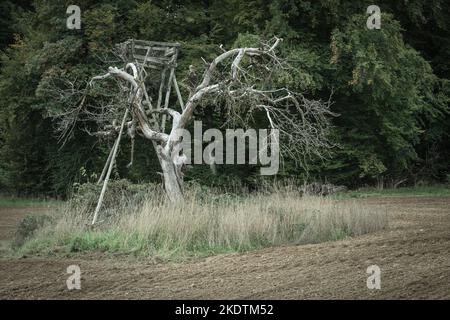 death tree with hunting seat near a wwod Stock Photo - Alamy