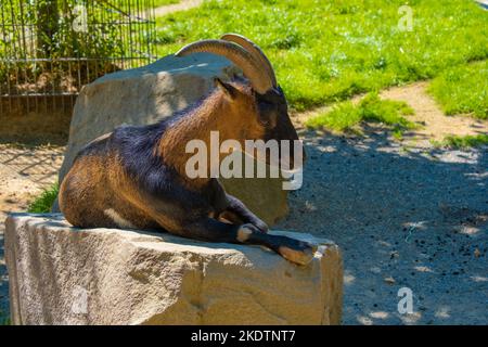 Mountain Goat in zoo. (Oreamnos americanus) in the zoo enclosure ...