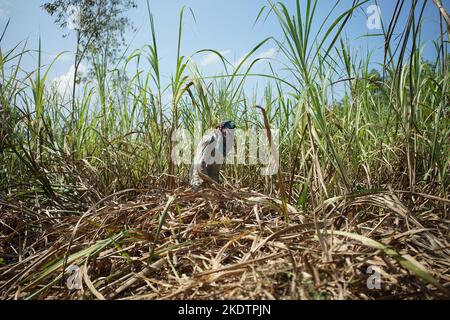 Non Exclusive: Habiganj, Bangladesh. 08 Nov 2022: A Sugarcane farmers ...