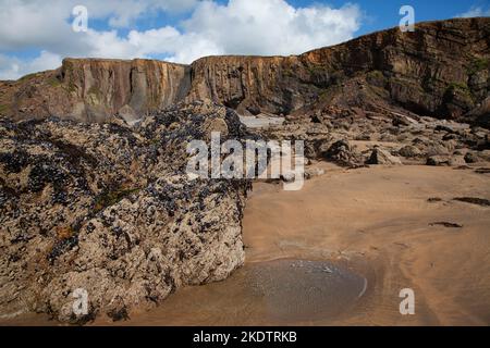 Folded rocks caused by the movement of tectonic plates, Bude Formation ...