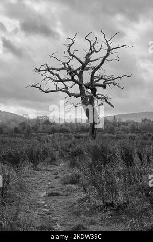 Lone dead tree with no leaves in barren countryside in England under ...