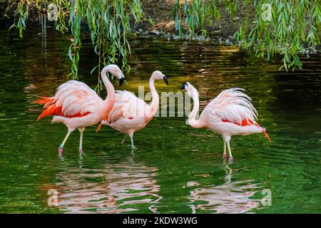 cute pink flamingos posing in water at park Stock Photo - Alamy