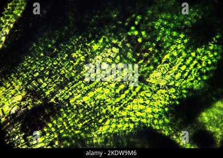 Moss leaf under the microscope, green cell background Stock Photo - Alamy