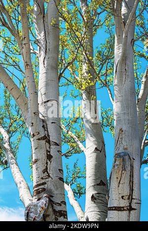 Poplar tree (latin name: Populus) in fall colors in recreation area ...