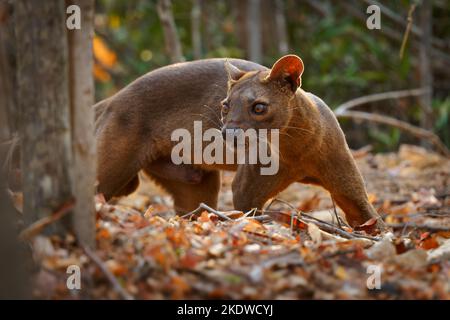 Madagascar Fossa. Apex predator, lemur hunter. Portrait, frontal view ...