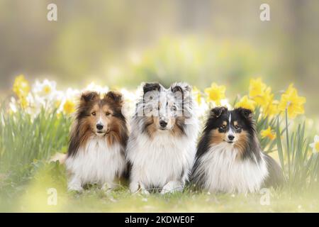 Sheltie, male, blue-merle, sable-white and black-white, Shetland ...
