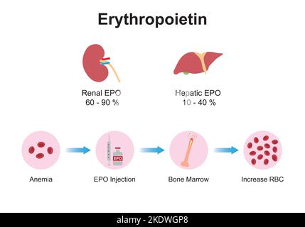 Scientific Designing of Erythropoietin (EPO) Effect on Bone After ...