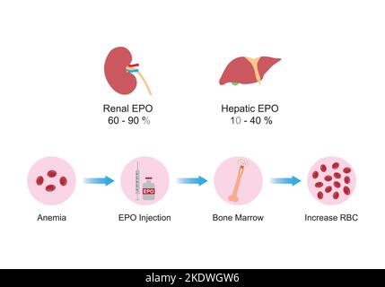Scientific Designing of Erythropoietin (EPO) Effect on Bone After ...