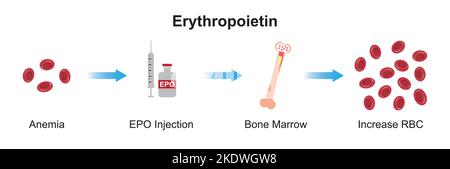Scientific Designing of Erythropoietin (EPO) Effect on Bone After ...