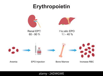 Scientific Designing of Erythropoietin (EPO) Effect on Bone After ...