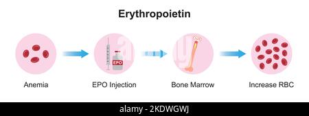 Scientific Designing of Erythropoietin (EPO) Effect on Bone After ...