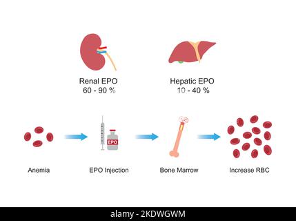 Scientific Designing of Erythropoietin (EPO) Effect on Bone After ...