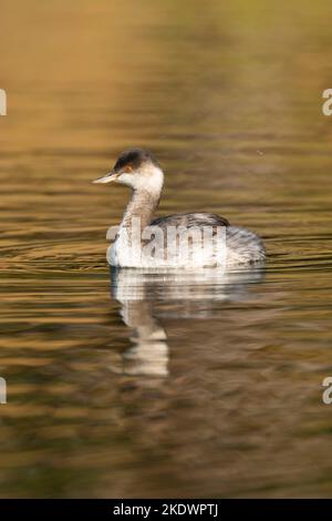 Eared grebe (Podiceps nigricollis) at Walton Lake, Ochoco National ...