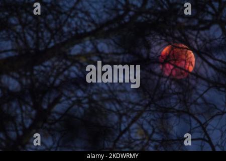 Lunar Eclipse, November 8, 2022, Columbus, Ohio Stock Photo - Alamy