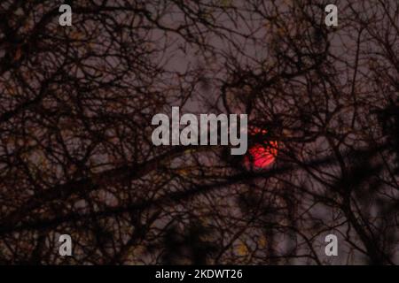 Lunar Eclipse, November 8, 2022, Columbus, Ohio Stock Photo - Alamy