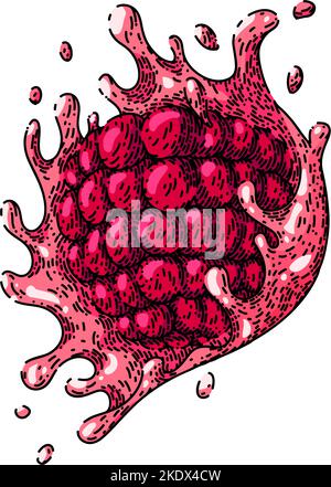 raspberry splash sketch hand drawn vector Stock Vector Image & Art - Alamy