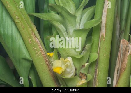 blossom white turmeric flower sprouting from the stem Stock Photo - Alamy