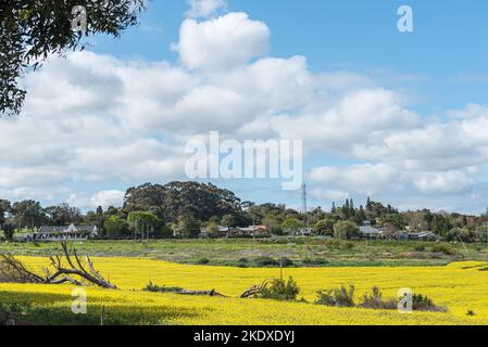 Canola fields on the outskirts of Durbanville in the Cape Town ...