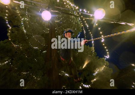 Russell Croft, Arboretum manager at Wakehurst, climbs the UK's tallest ...