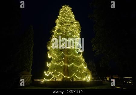 A view of the UK's tallest living Christmas tree, a giant redwood ...