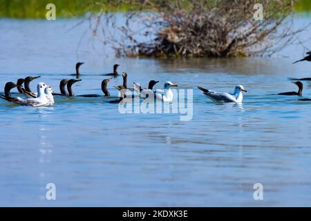 Seagull, black cormorant birds swimming turquoise sea of bosporus ...