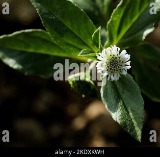 Eclipta plant in nature. false daisy or eclipta alba or bhringraj or ...