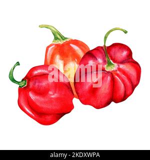 Composition of habanero red pepper watercolor illustration isolated on ...