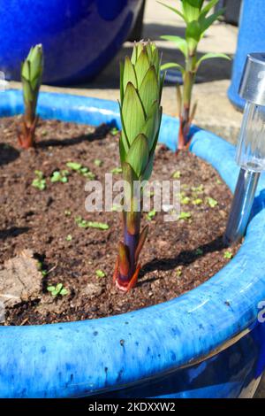 Lily, Shoots, Lilium Plants, Spring, Sprouting, Ground, Emerging, Plant ...