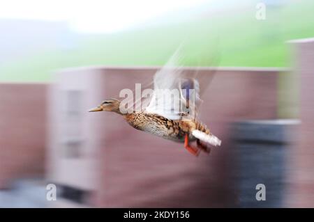 A flying brown mallard duck isolated on a black background Stock Photo ...